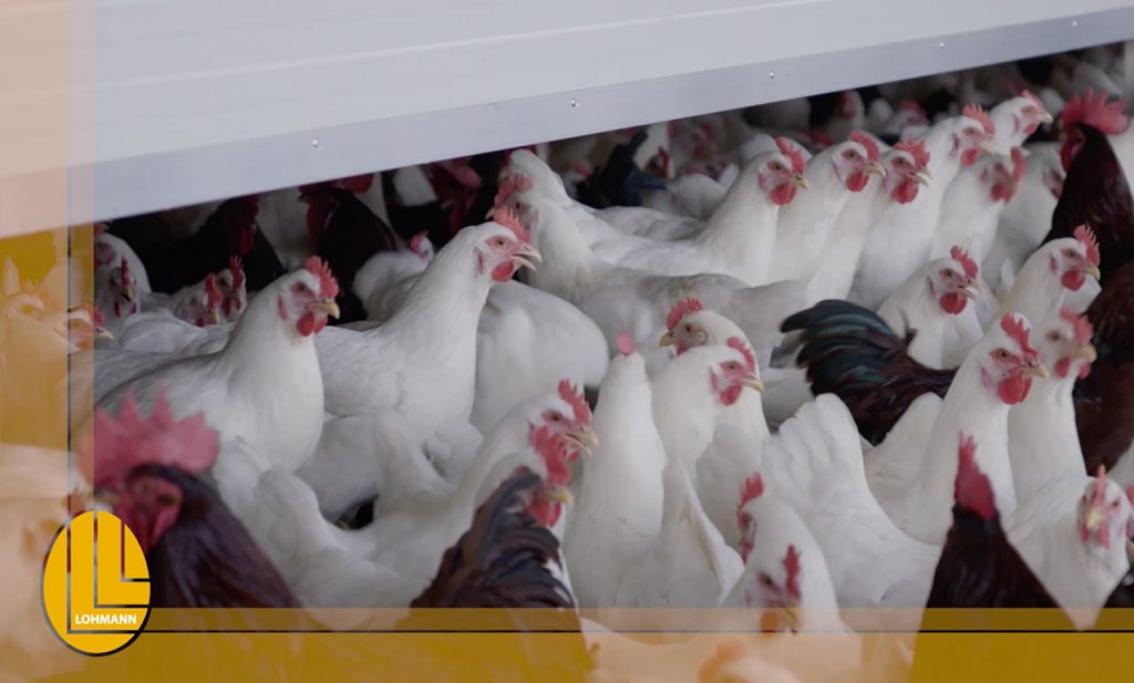 Video box - Lohmann Breeders
