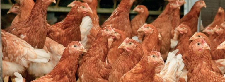 LOHMANN BROWN PLUS - Lohmann Breeders