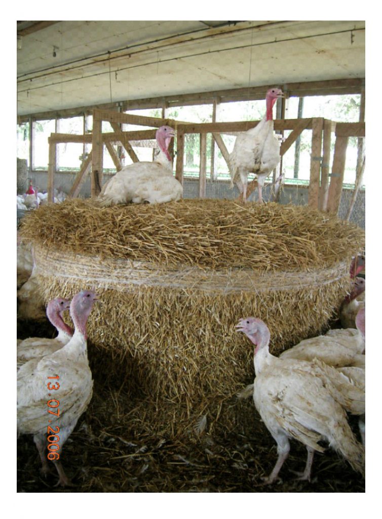 Enrichment for broilers and turkeys – from theoretical consideration to ...