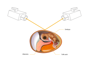 Gender sorting before hatch in poultry - Options and challenges ...