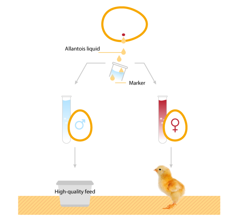 Gender sorting before hatch in poultry - Options and challenges ...