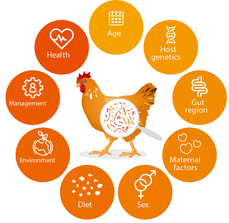 Toward the use of host microbiota interplay in poultry and pig breeding ...