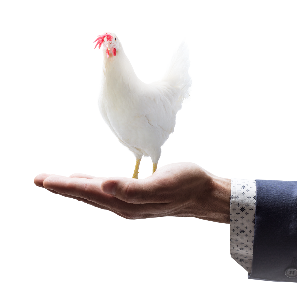 The future will be exciting and promising! - Lohmann Breeders