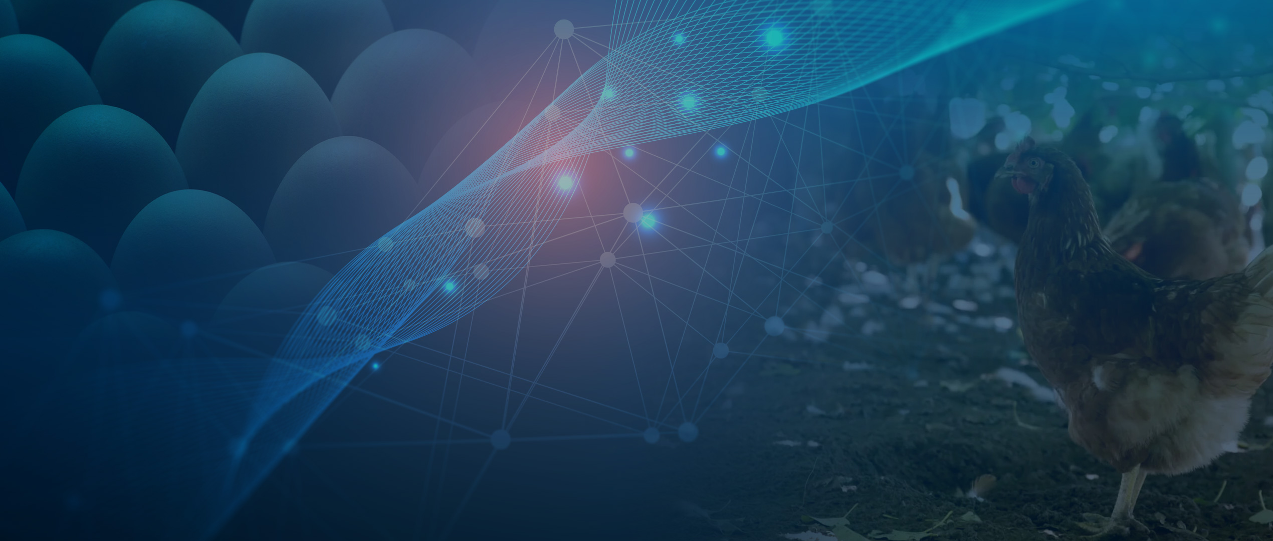 Descargas - Lohmann Breeders